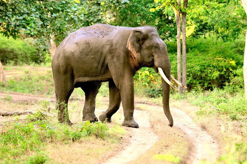Rijke flora en fauna van Karnataka in India | Indus reizen